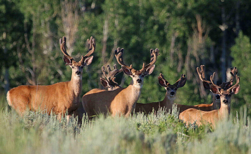 Utah Wildlife Board approves 2025 big game hunting permits, other rule ...
