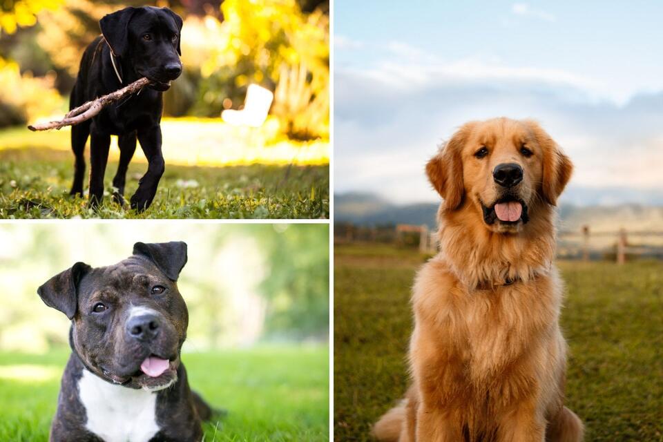 These Are the 3 Most Popular Dog Breeds in Maine - NewsBreak