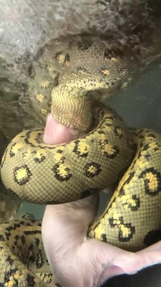 My Anaconda eating a frozen thawed pig underwater Such amazing snakes ...