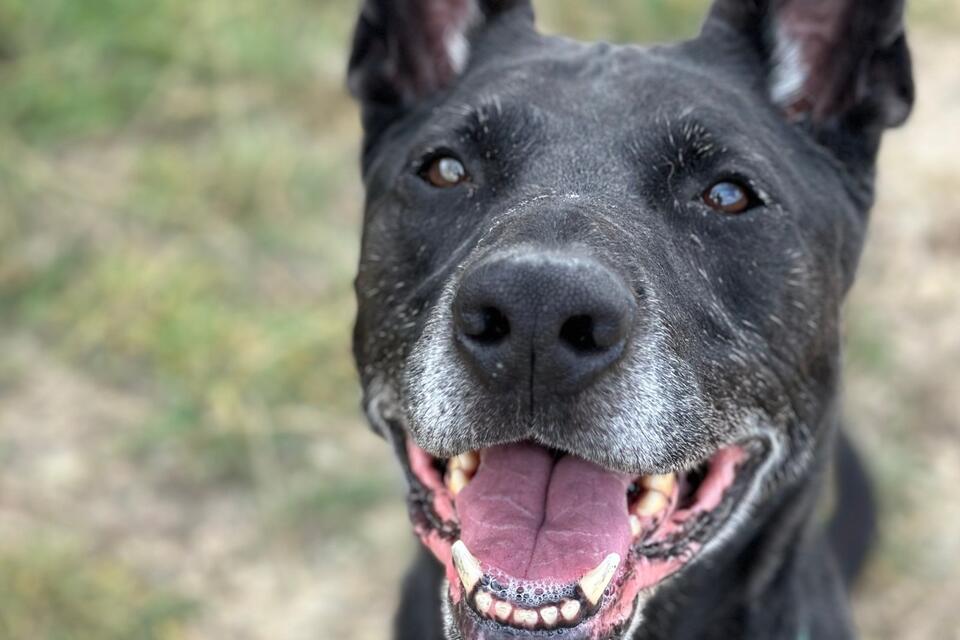 Meet Jagger, The Sweet German Shepherd Ready For Adoption - NewsBreak