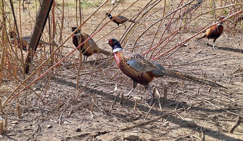 Final pheasant releases happening now, but there may be a bonus one ...