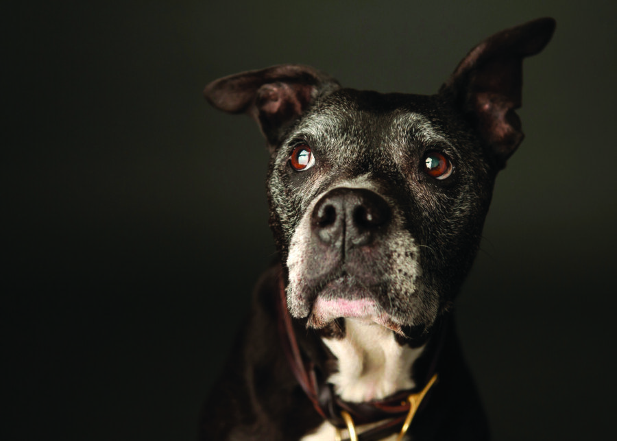 Tornado safety for dogs: sheltering in place - NewsBreak