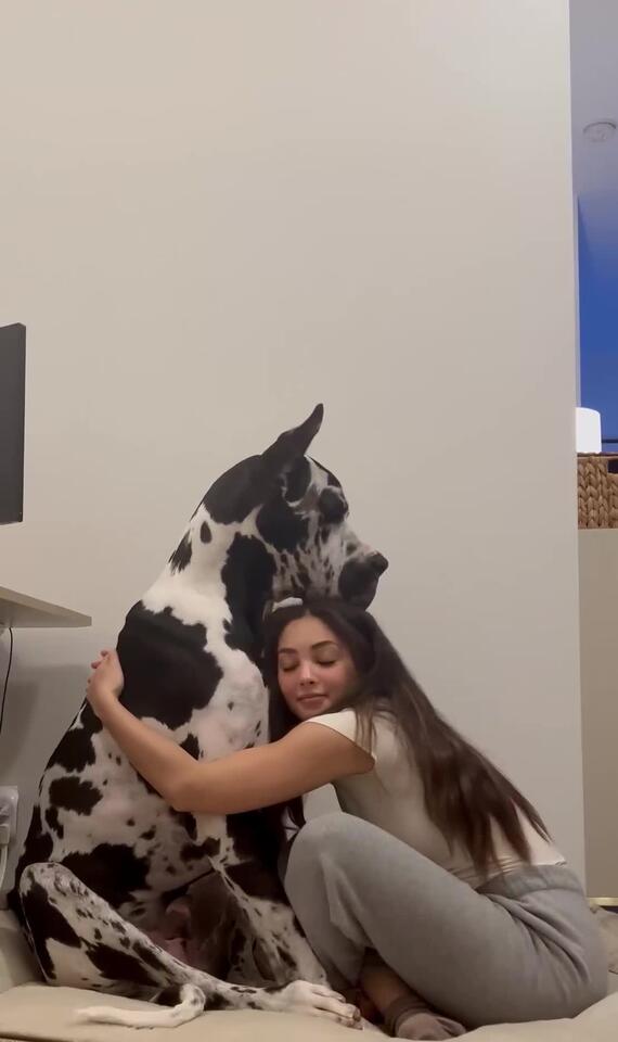 A Dog Owner Gives Her Great Dane A Hug - NewsBreak