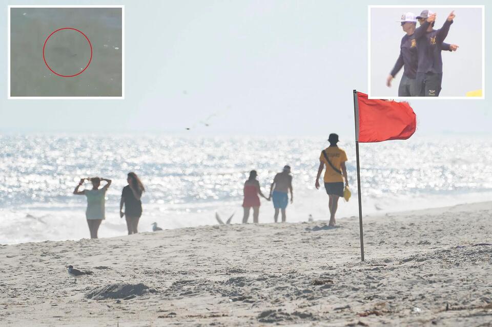 ‘Jaws’-dropping encounter! 7-foot shark swims past LI lifeguard on ...