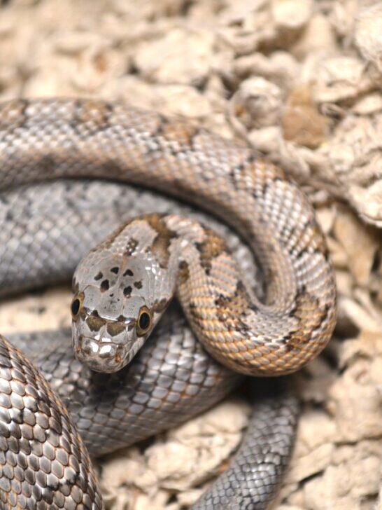 The Texas Rat Snake - NewsBreak