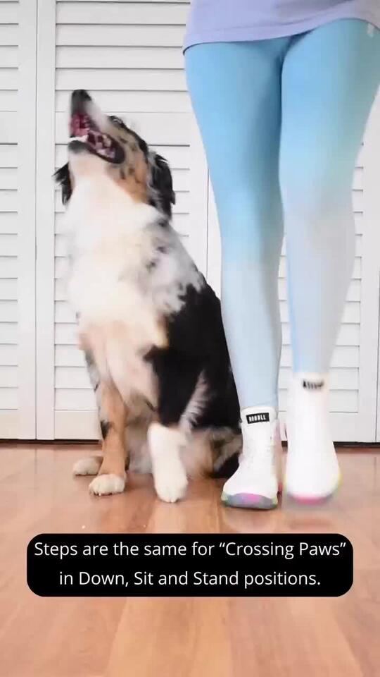Your dog needs to learn the Paw Target trick first for this tutorial ...