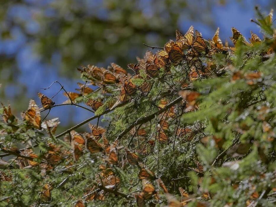 Monarch conservationist’s tragic disappearance shines a light on ...