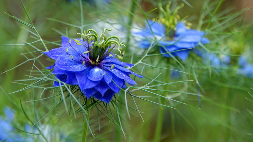How to grow nigella – for flowers that offer unique hues and structural ...