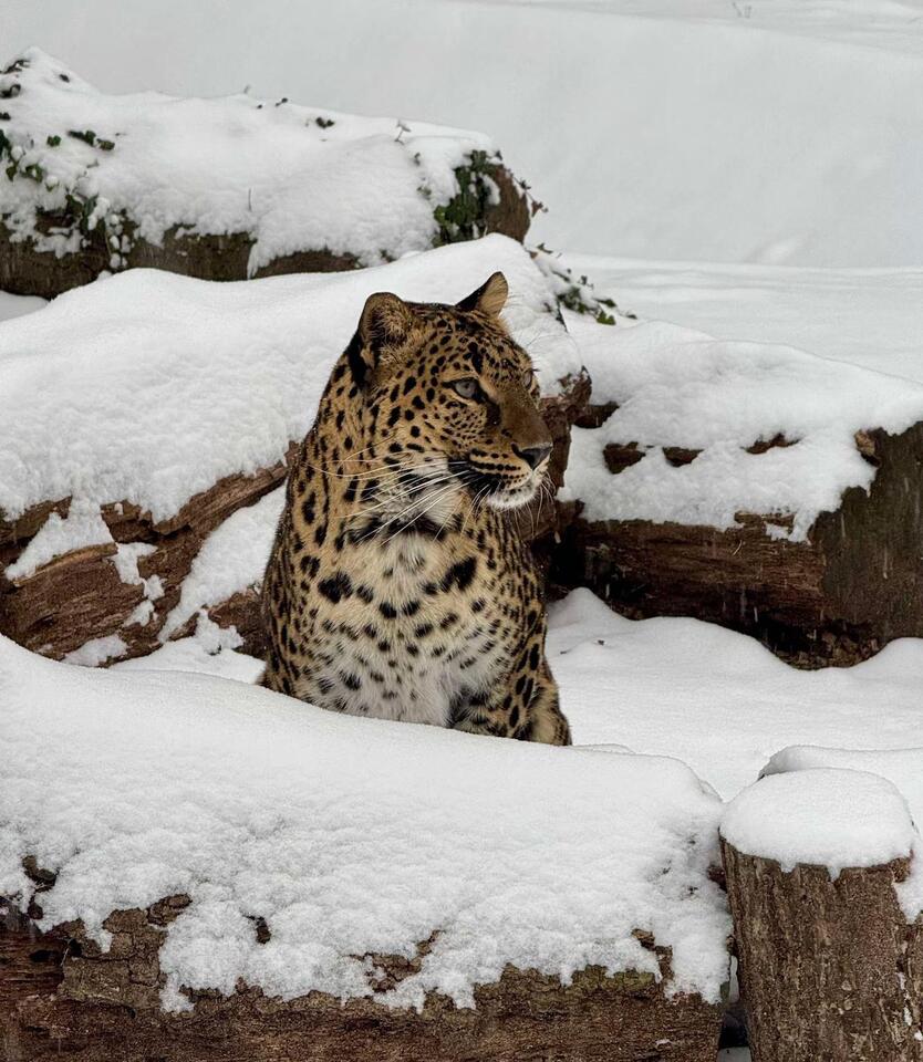 See N.J. zoo animals chilling out in the snowstorm