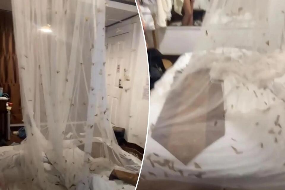 Horrific video shows tourists accidentally letting swarm of ‘over 2,000 ...