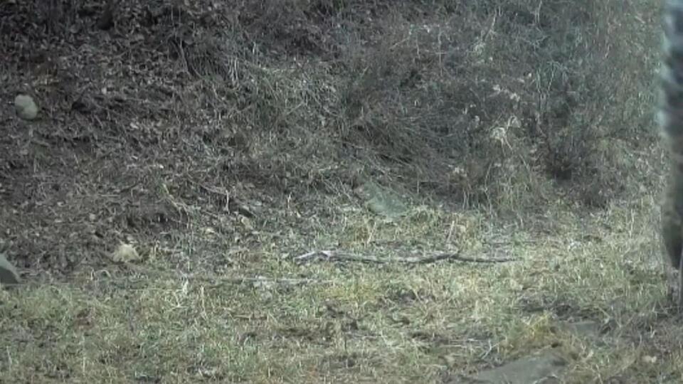 Trail cameras capture stunning footage of iconic predator roaming far ...