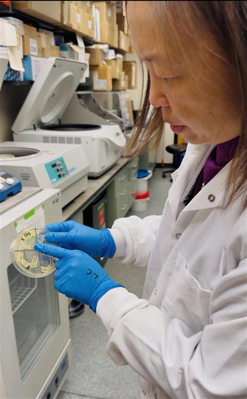 LSU Research Bites: A Superbug-Inspired Platform Targets Cancer Cells ...