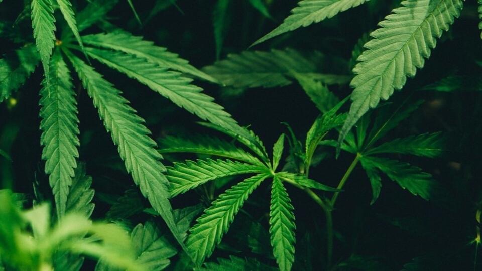 Medicare Makes Major Cannabis Announcement—What To Know About The New ...