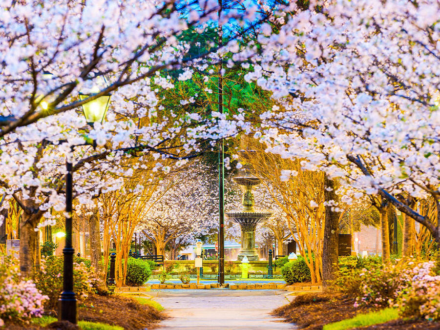 Turns out, DC is not the cherry blossom capital of the US
