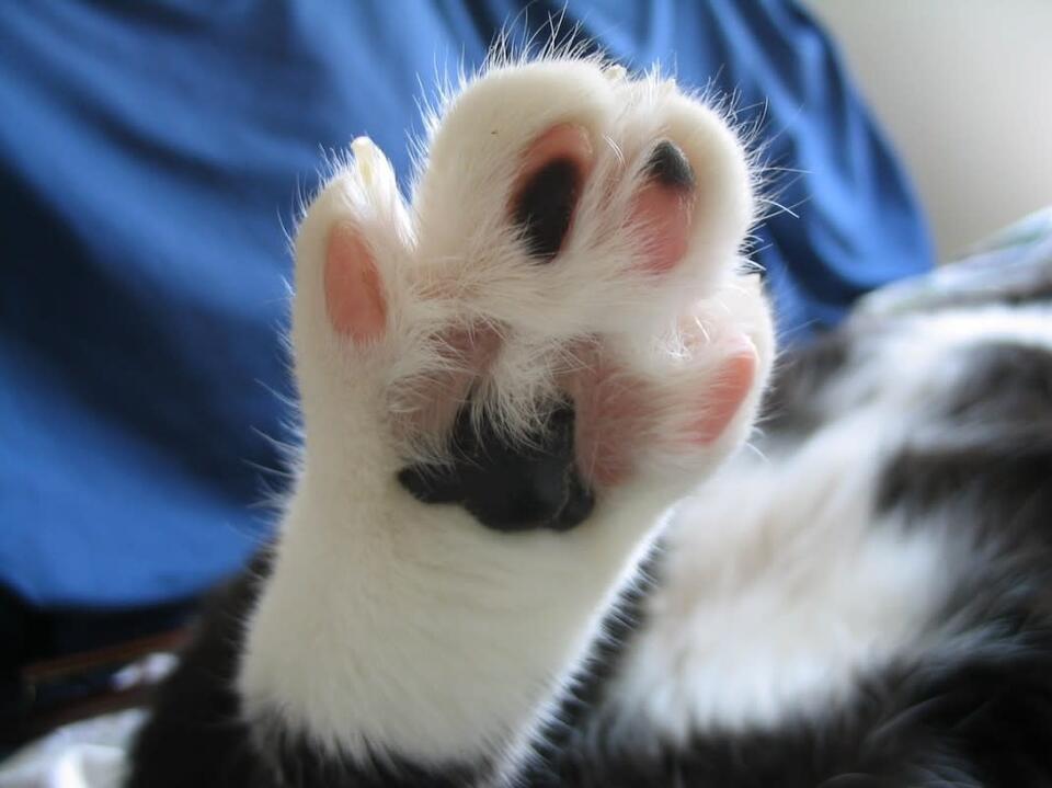 This Tuxedo Cat Has a Unique Reverse Coloring That Makes Him Look ...