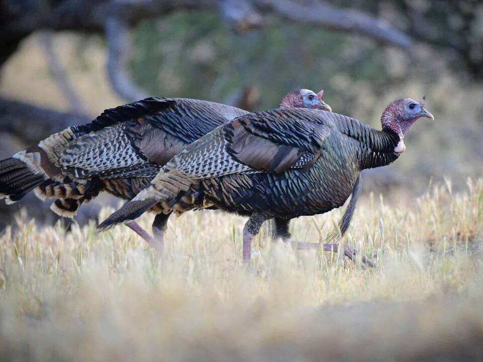 How Fast Are Turkeys? See How Fast They Can Run and Fly