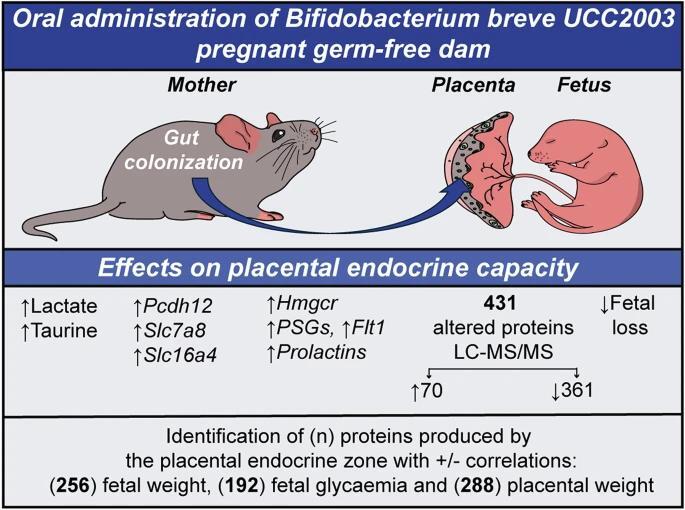 Placental endocrine function is controlled by maternal gut ...