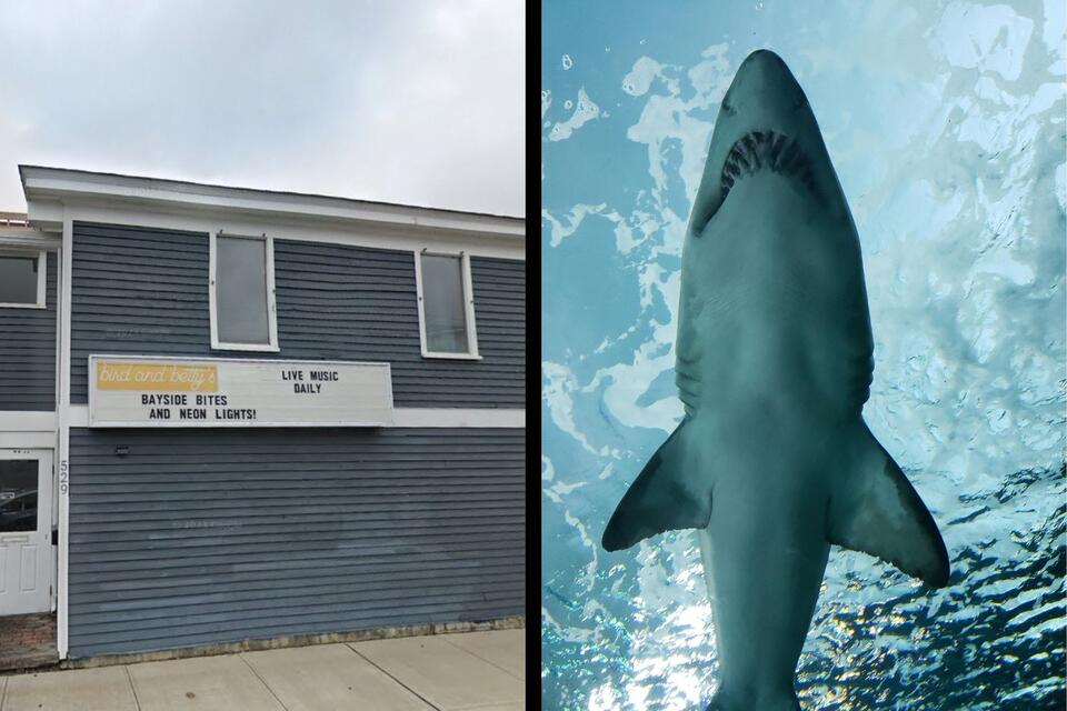 Here's How A live Shark Ended Up Inside This Popular NJ Bar - NewsBreak