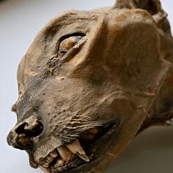 First Naturally Mummified Cheetah Specimens, Discovered In Arabian Cave ...