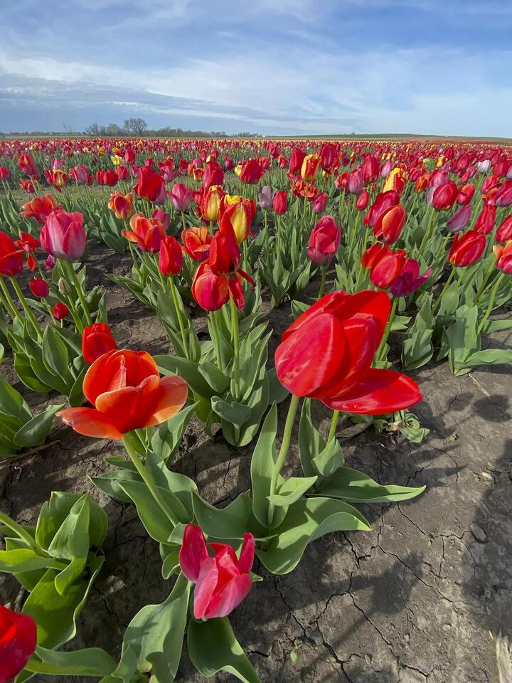 Eckert’s Farm debuts inaugural tulip season with 300,000 blooms in ...