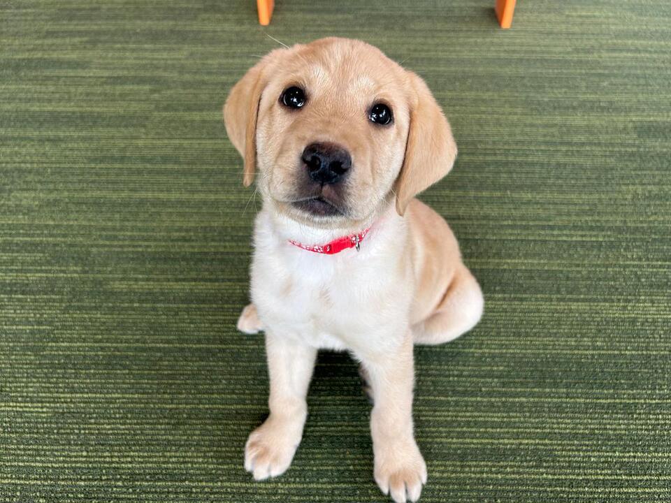Chewy helping train autism service dogs at Boston office for the first ...