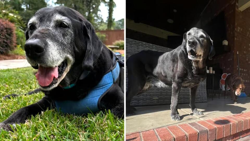 Fans mourn viral TikTok dog Zawg after his death - NewsBreak