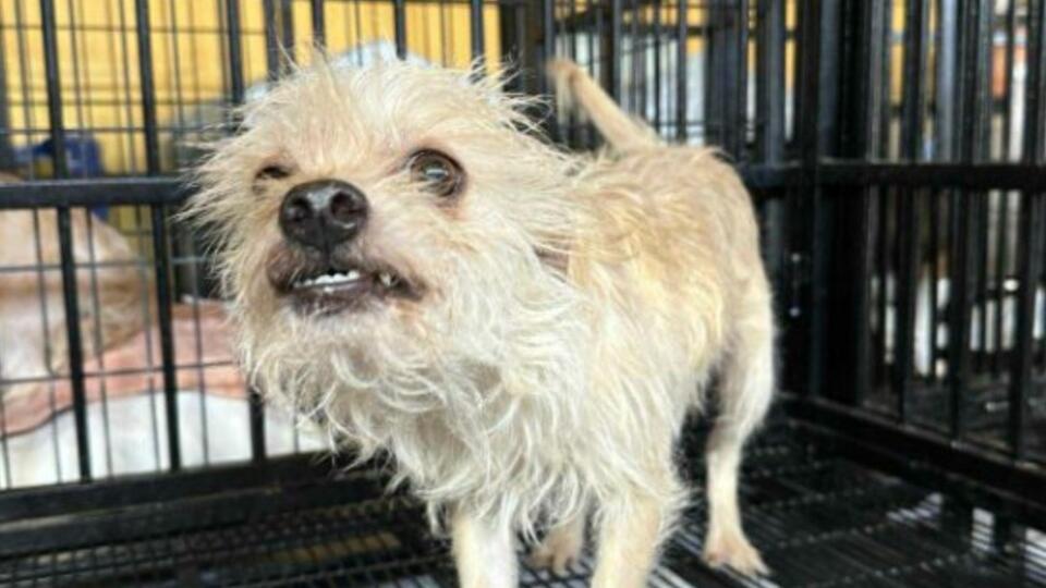 Happy the 8lb Tiny Dog Lives Up to His Name While Searching for His ...