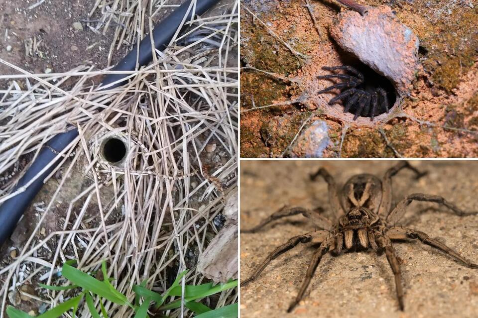 Creepy hole discovered in man’s backyard sparks online debate: ‘What ...