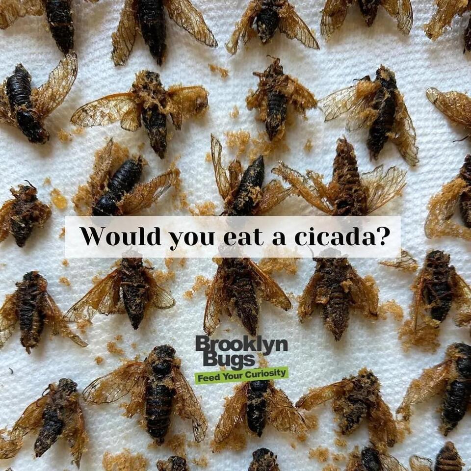 Brooklyn chef promotes eating cicadas as a trillion emerge in US double ...
