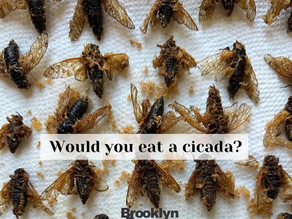 Brooklyn chef promotes eating cicadas as a trillion emerge in US double ...
