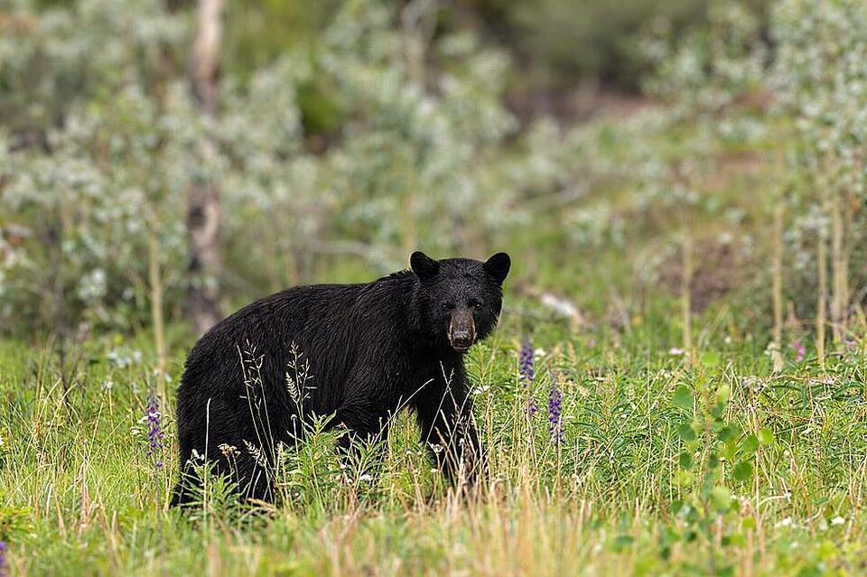 Another New Black Bear Sighting Spotted in Minnesota (VIDEO) - NewsBreak