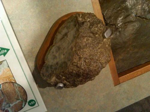 What Dinosaur Poop Can Tell Us About Death, Decay, and Deep Time ...
