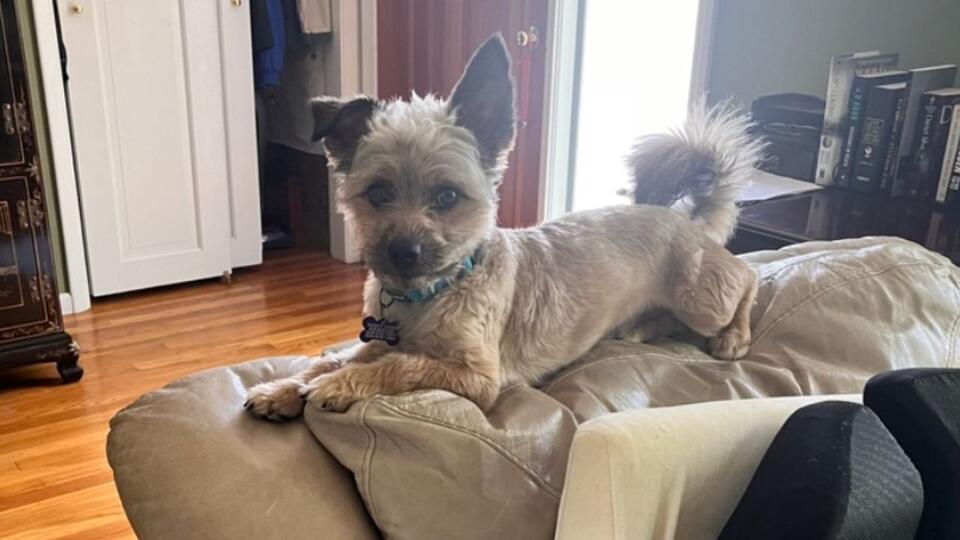Meet Muppet: The Little 11-Pound Dog Who Was Saved From Euthanasia Now ...