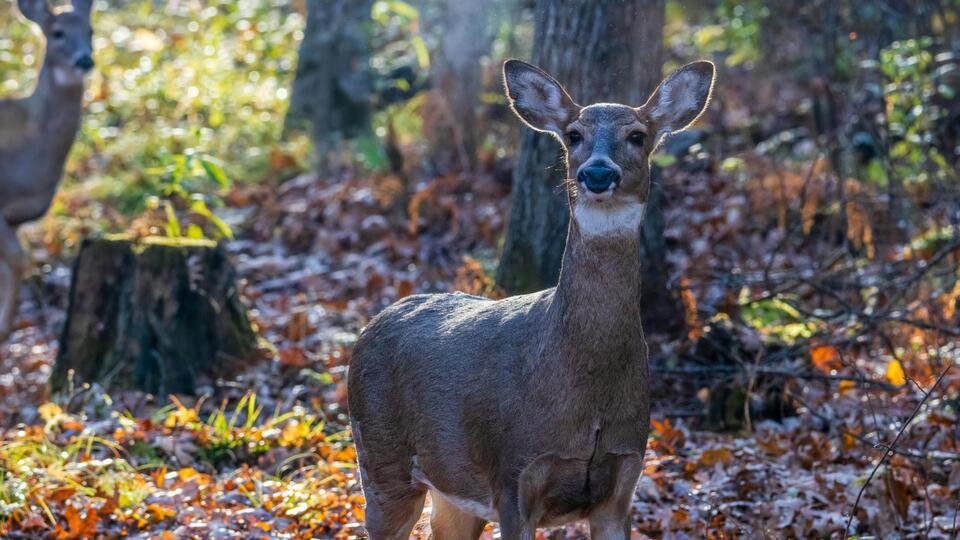 The fine line between animal protection and land access - NewsBreak