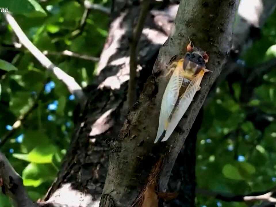 ‘Cicada-geddon’: Big brood of bugs plans to emerge