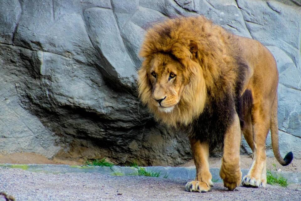 Panthera Atrox: The “American Lion” That Dwarfed Today’s Big Cats ...