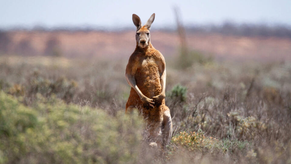 Kangaroos Derail Australian Bike Race in Wild Mid-Race Collision ...