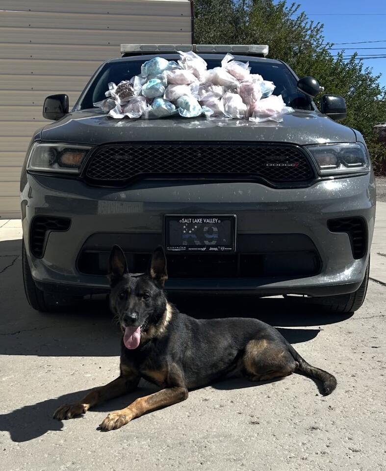 Utah K-9 Sniffs Out 40 Pounds Of Methamphetamine In Vehicle Search ...