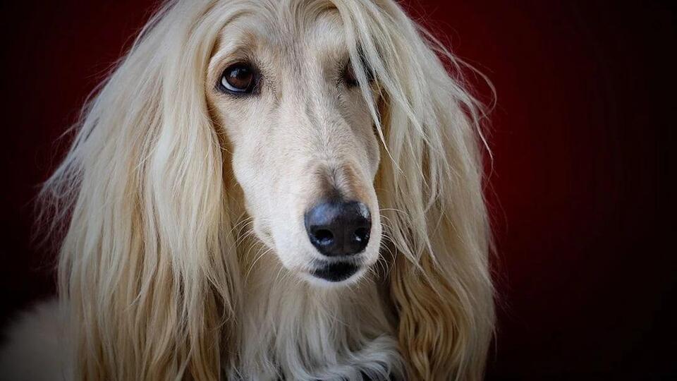 8 Dog Breeds That Are Quick Learners (And 4 That Make Training a Long ...
