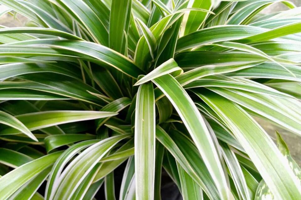This Most Perfect, Fool-Proof Plant for Your Home Also Reduces Stress ...