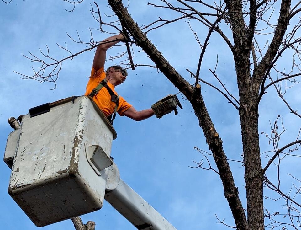 City of St. Peter uses grant funds to remove ash trees, replace 2-to-1 ...