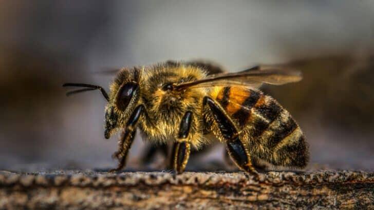 Texas Ranchers Injured and Horses Killed in Aggressive Bee Attack ...