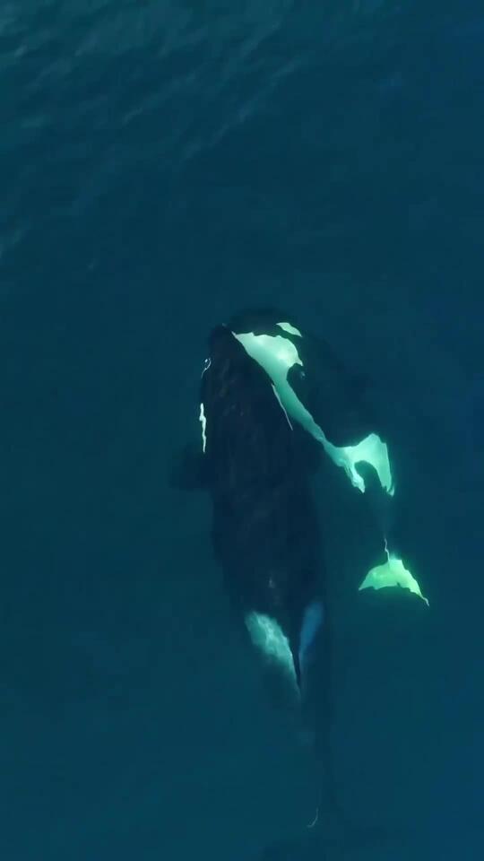 dolphindronedom Its moments like these where you realize why orcas are ...
