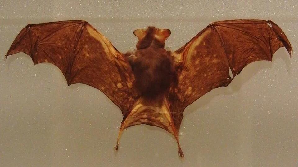 The Tiny Bat Species Redefining the World of Flying Mammals - NewsBreak