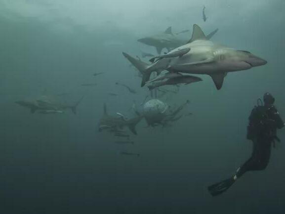 Remains Of Women Who Went Missing On Diving Trip Found In Stomach Of Shark