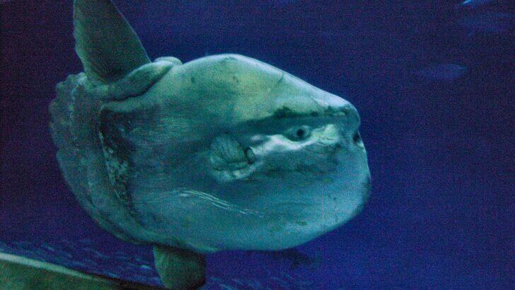 The Bizarre Ocean Sunfish Giant Yet Gentle - NewsBreak