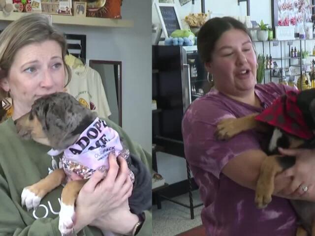 Dog rescue banned from Facebook after false 'nudity' and 'animal parts ...
