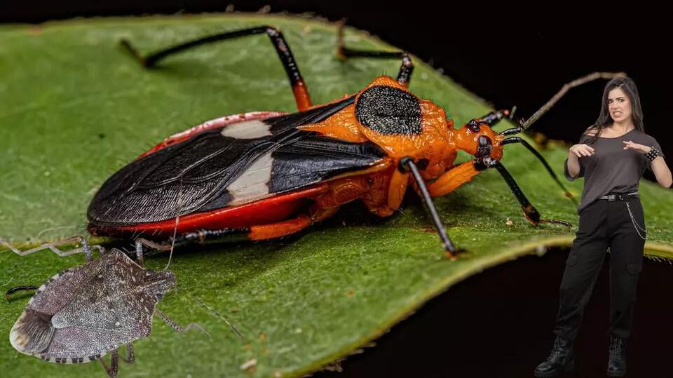 What You Need To Know About Deadly Assassin Bugs In Michigan - NewsBreak