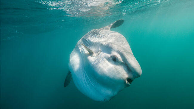 PHOTO: Monstrous Sunfish Swimming In Laguna Beach Could Be World's ...
