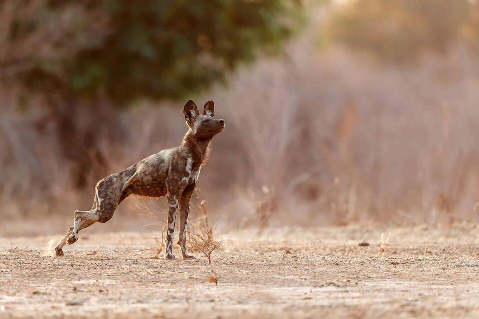 Artificial Breeding of African Wild Dogs as Latest Conservation Effort ...
